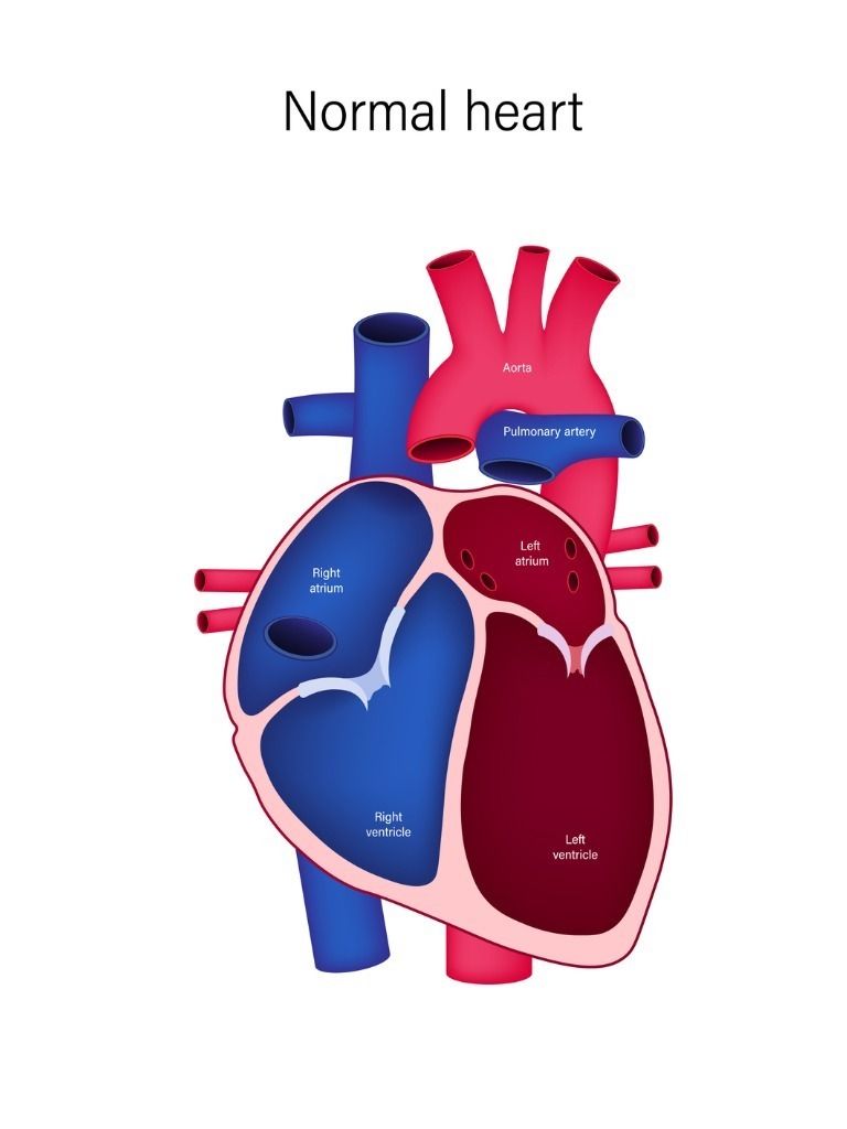 Left vs Right Sided Heart Failure Explained | Trualta